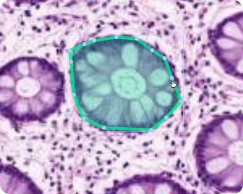 Revolutionizing Neuroscience with Automated Neuron Segmentation Revolutionizing Neuroscience with Automated Neuron Segmentation